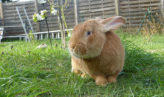 Unsere deutschen Riesen