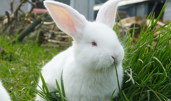 Unsere deutschen Riesen